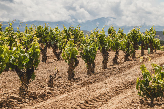 Gentlewines - Haciendo tu vino realidad